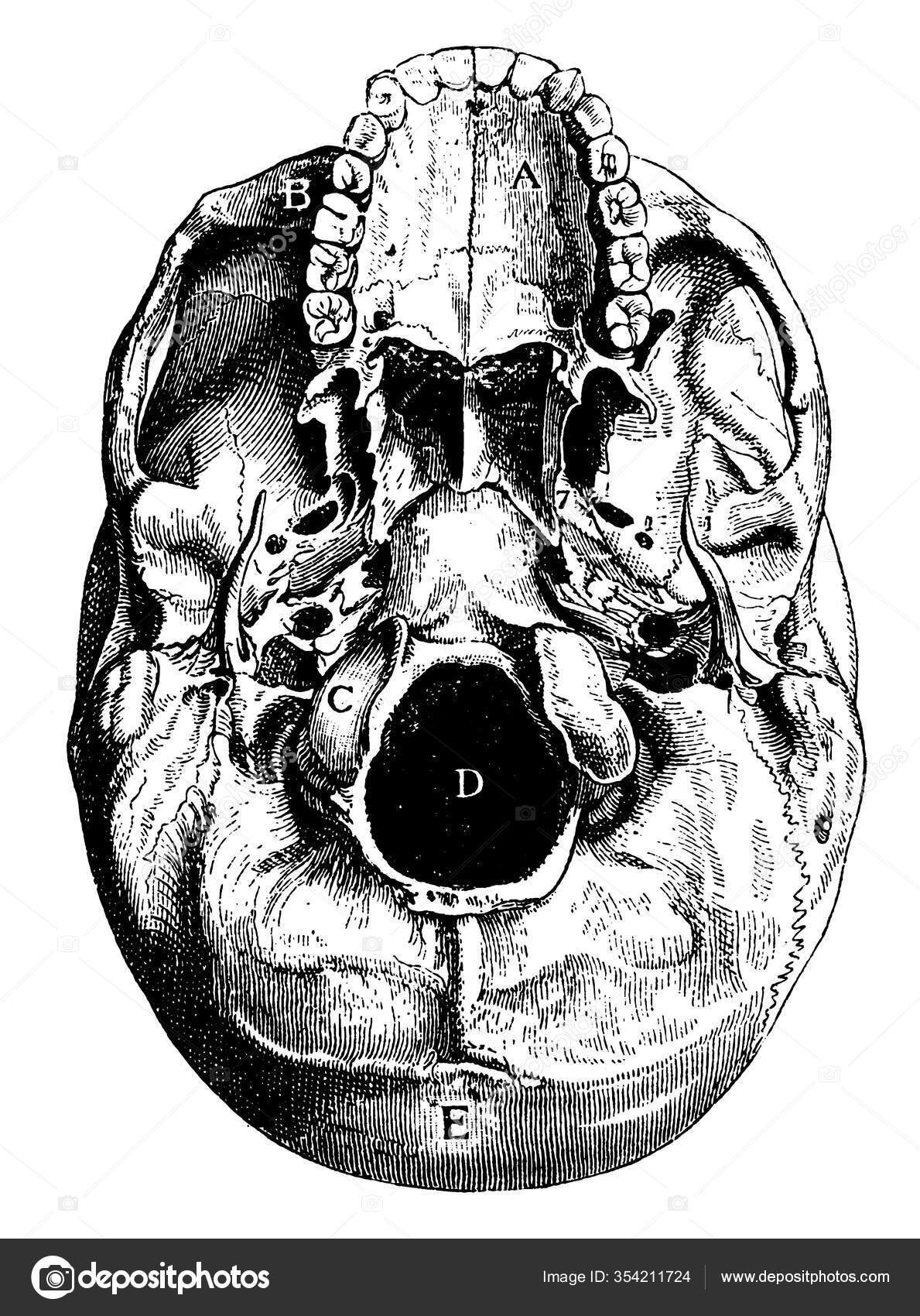 Embalagem Jambox De Maxilar Kleenex Balsam Extra Large Compact Tissues