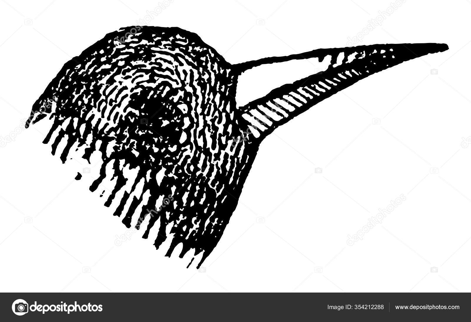 Bill Beak Fowl Vintage Line Drawing Engraving Illustration Stock Vector ...