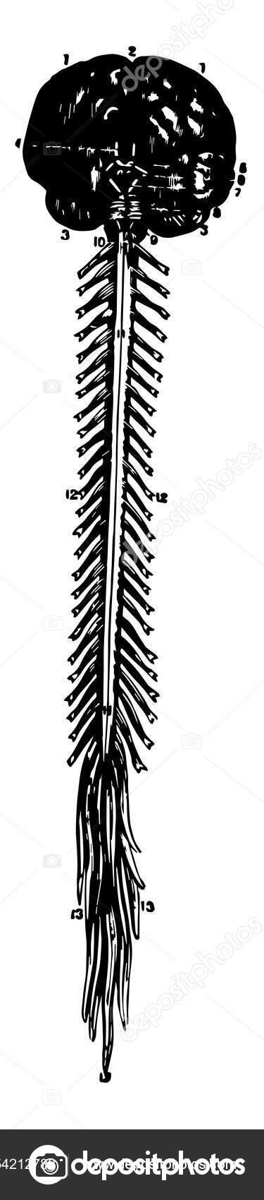 Anterior View Brain Spinal Marrow Vintage Line Drawing Engraving ...