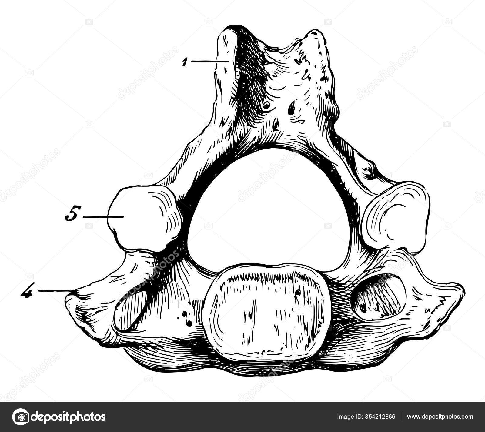 Illustration Represents Human Cervical Vertebra Bone Vintage Line ...