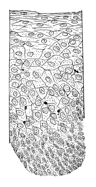 Echinus Gracilis Genus Sea Urchins Vintage Line Drawing Engraving ...