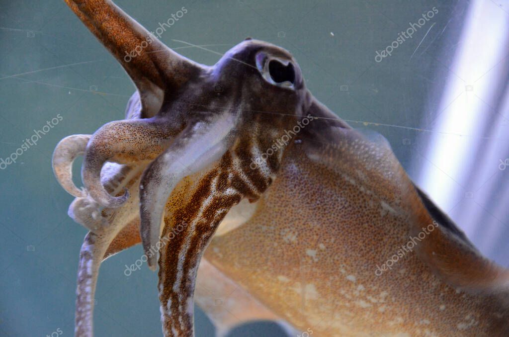 Details Squid Head — Stock Photo © jorgefelix #356035792