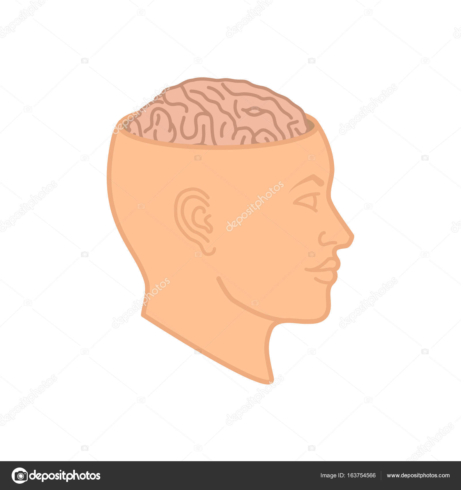 Brain Front View In Head