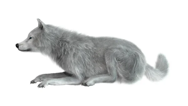 Wolf render Stock Photos, Royalty Free Wolf render Images | Depositphotos