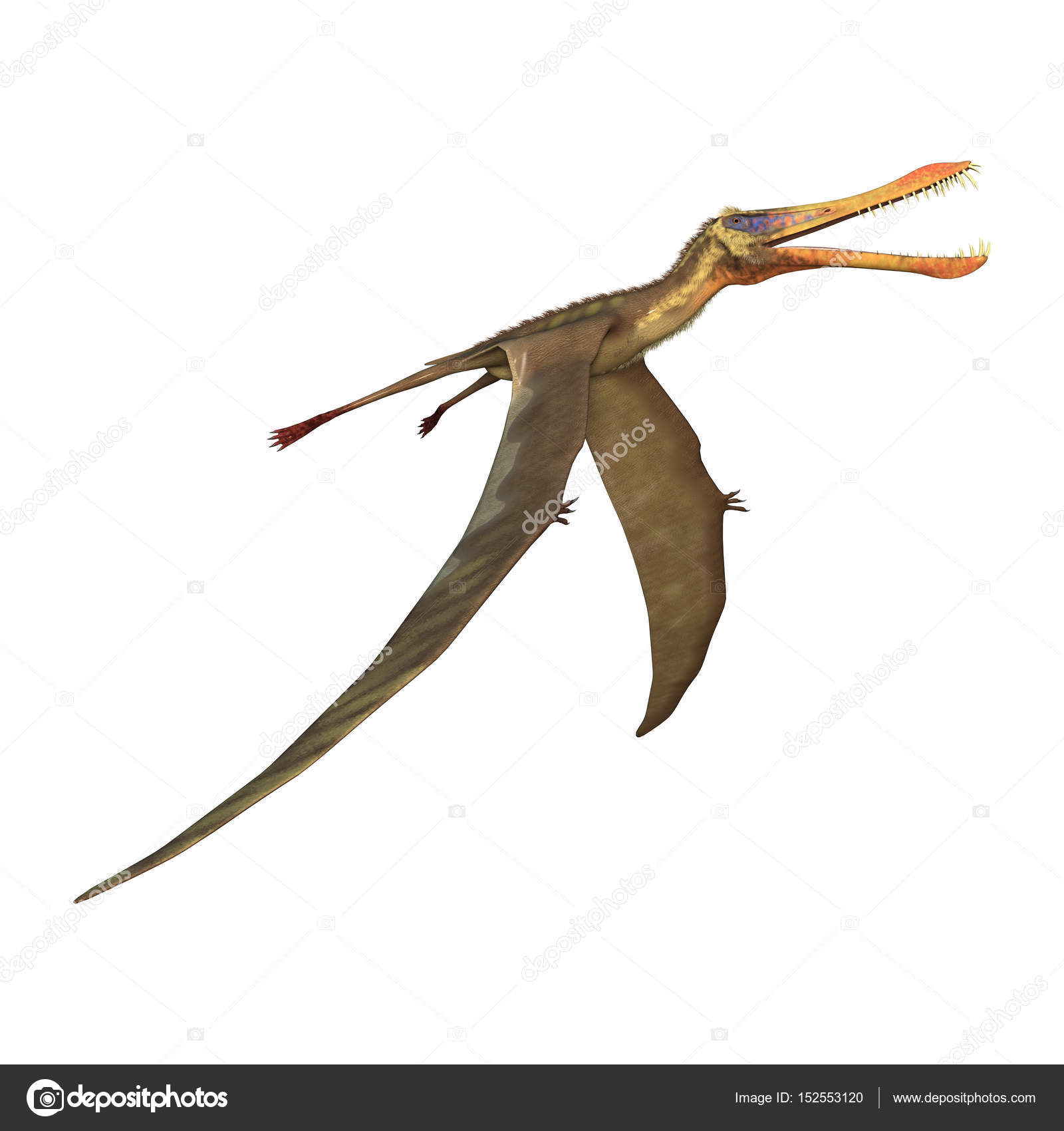 3D Rendering Pterodactyl Anhanguera on White — Stock Photo © PhotosVac ...