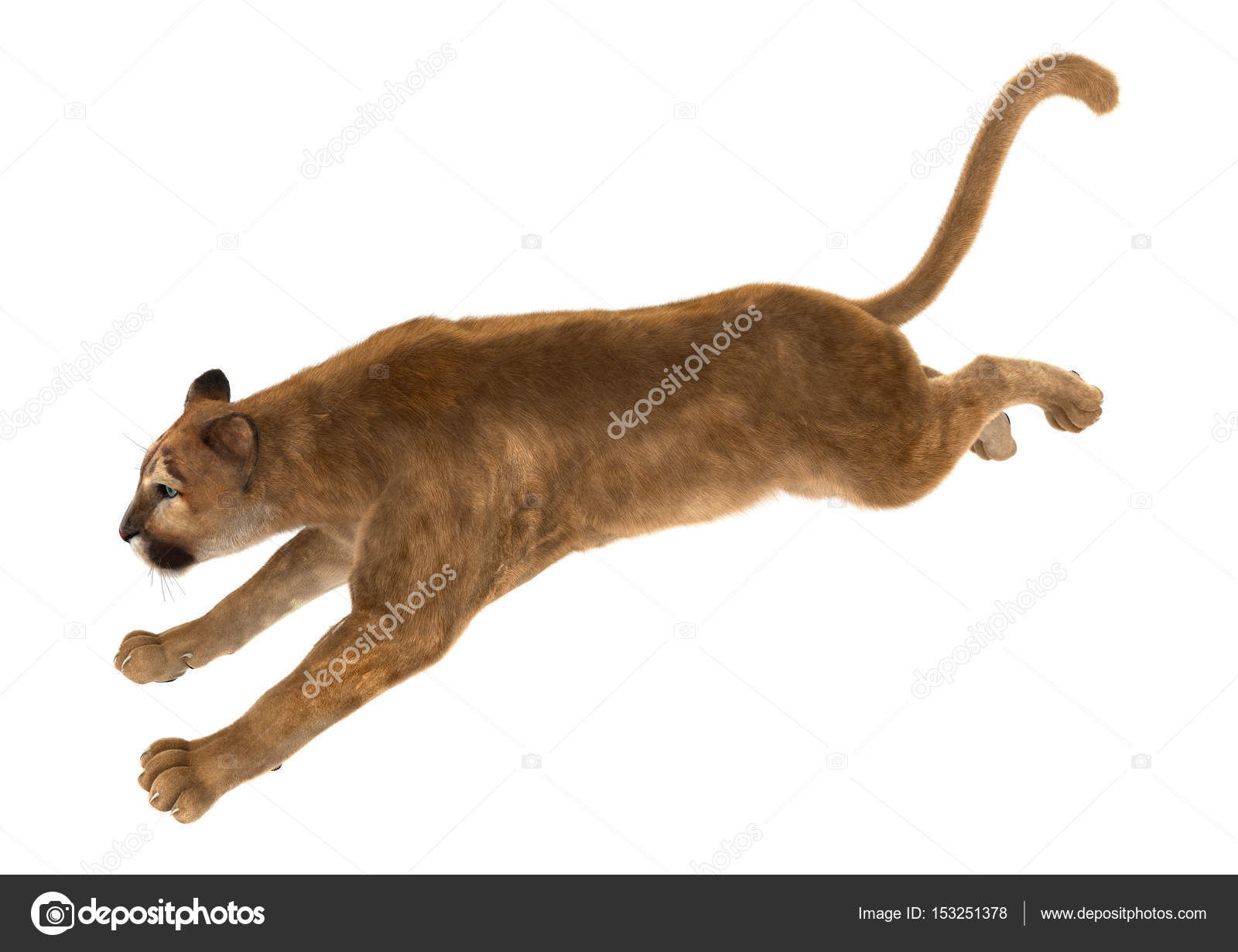 Puma Animal Jumping