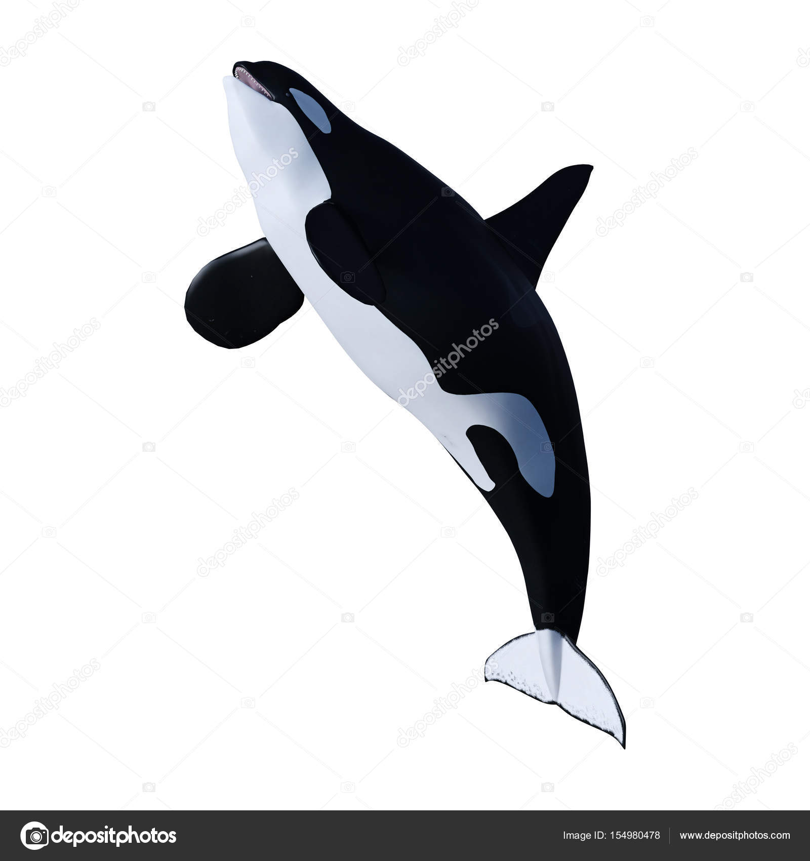 Killer Whale Side View