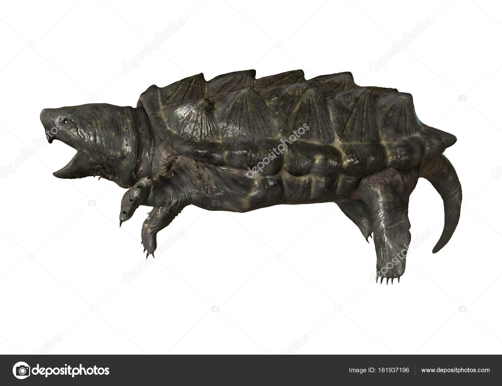 Snapping Turtle White Background