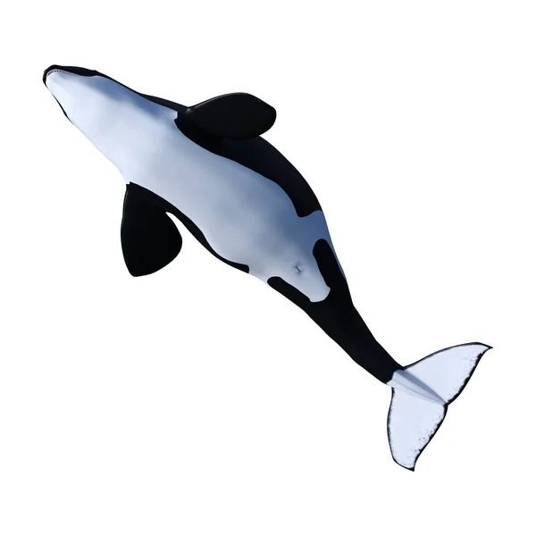 Paus orca png Fotos de Stock, Paus orca png Imagens sem royalties ...