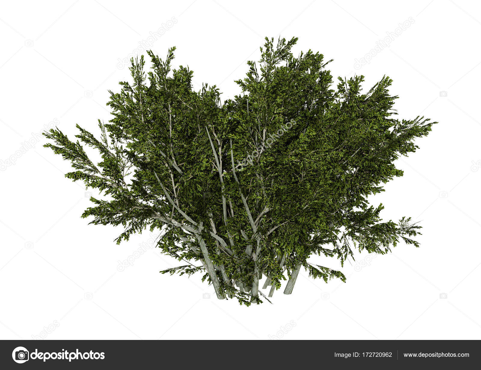Representación 3D Creosote Bush en blanco — Foto de stock #172720962 ...