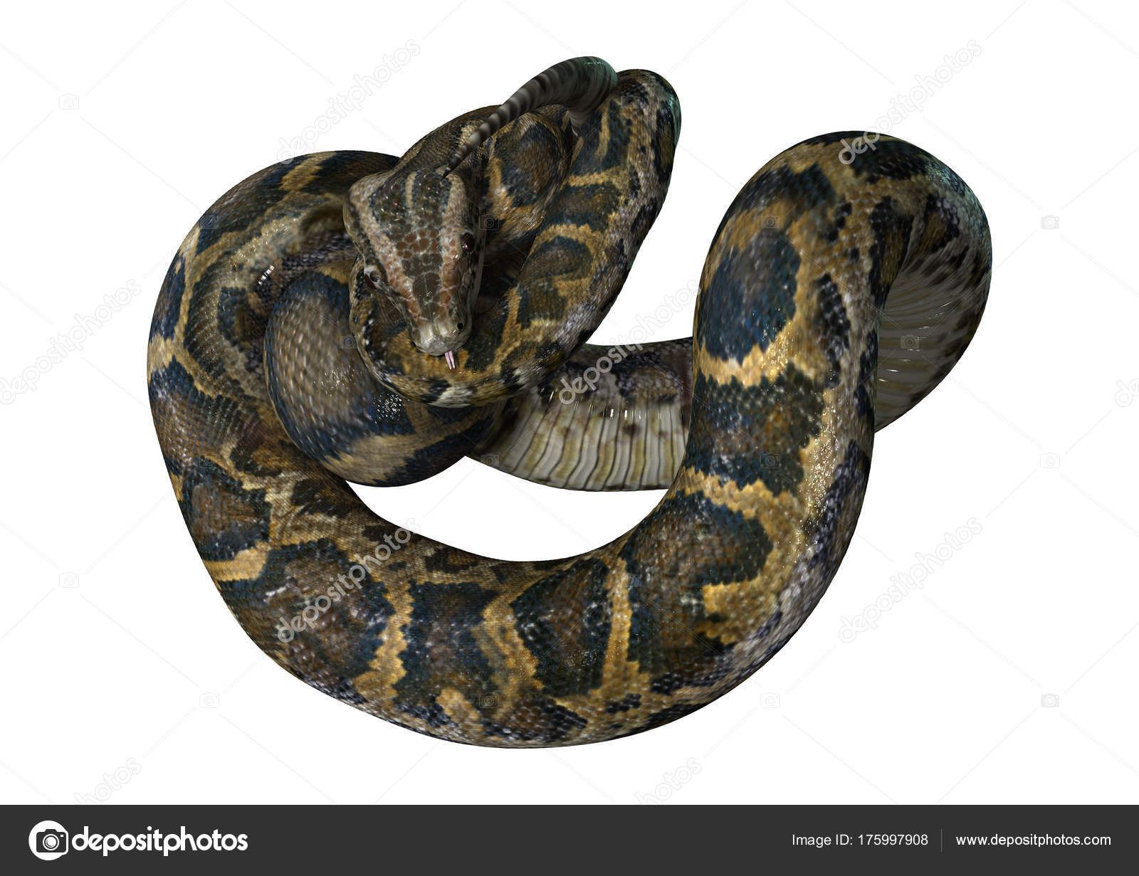 3D Rendering Burmese Python on White Stock Photo by ©PhotosVac 175997908