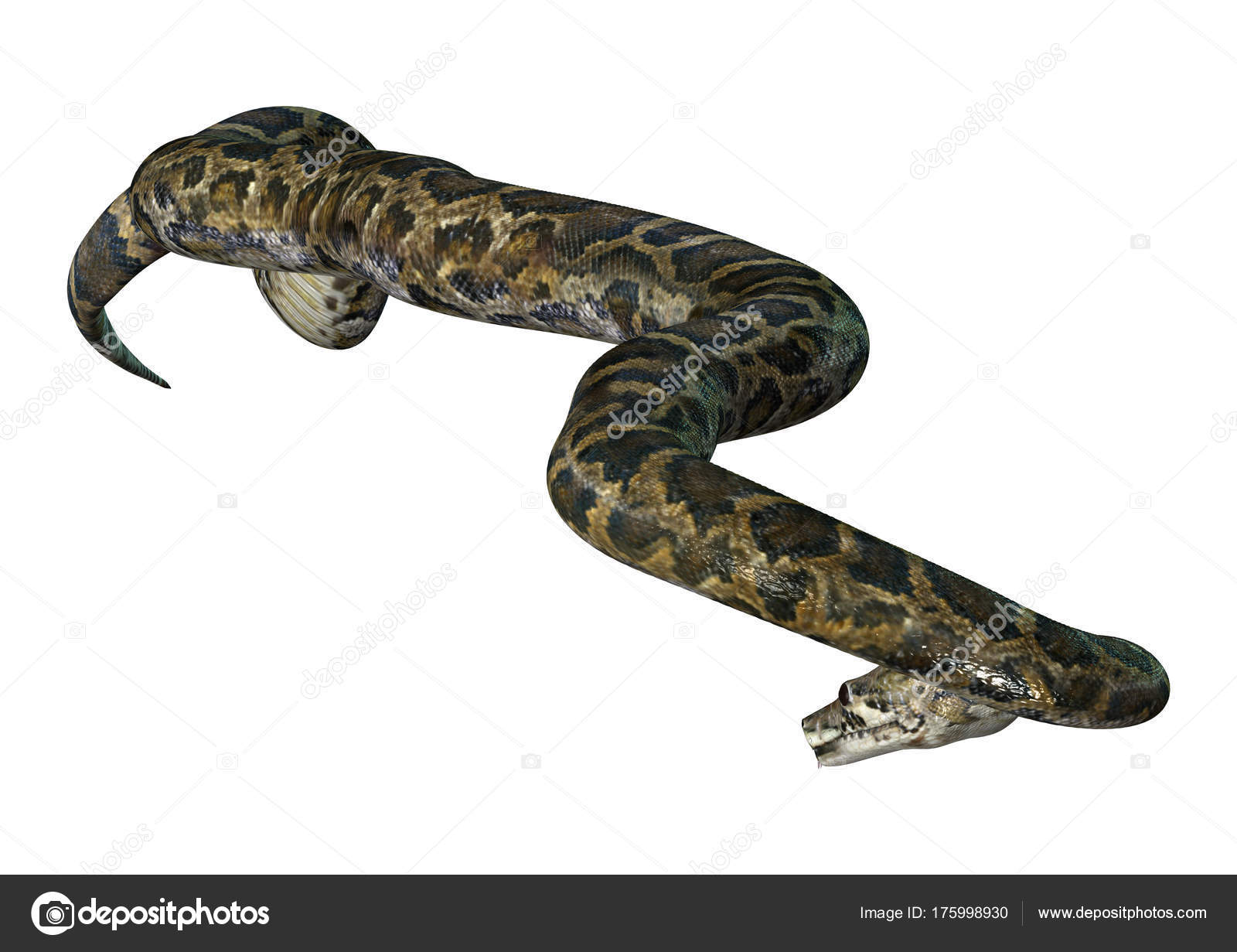 3D Rendering Burmese Python on White — Stock Photo © PhotosVac #175998930