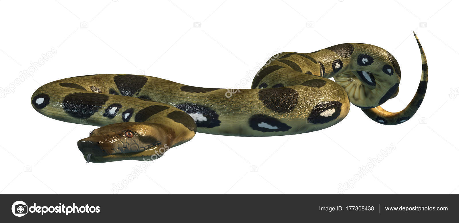 3D Rendering Green Anaconda on White — Stock Photo © PhotosVac #177308438