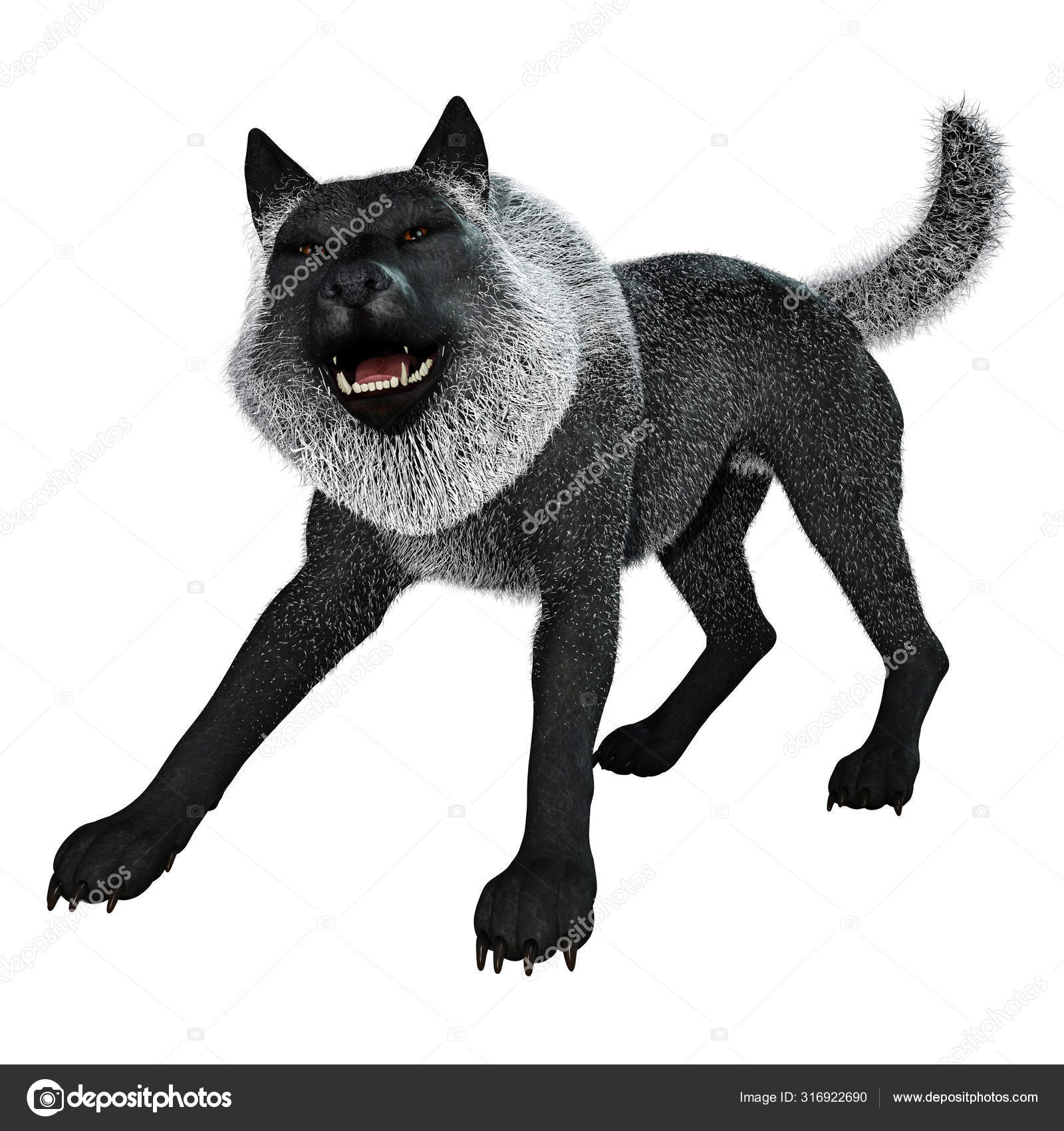 3D Rendering Black Wolf on White — Stock Photo © PhotosVac #316922690