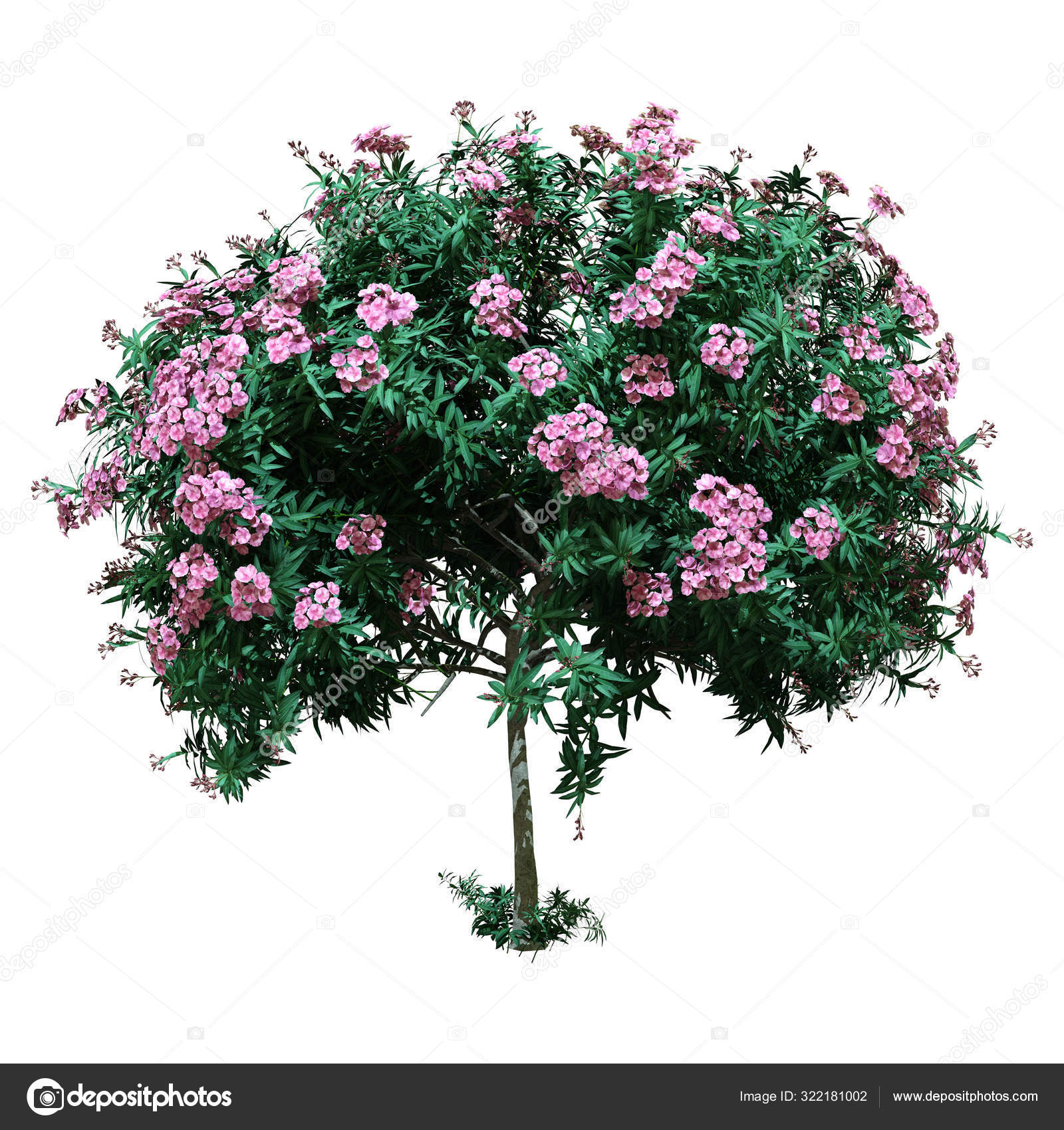 3D Rendering Nerium Oleander Tree on White Stock Photo by ©PhotosVac ...