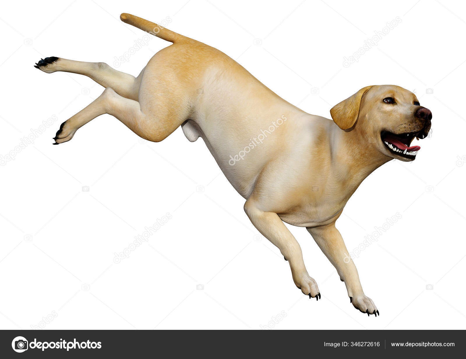 Rendering Yellow Labrador Dog Isolated White Background — Stock Photo ...