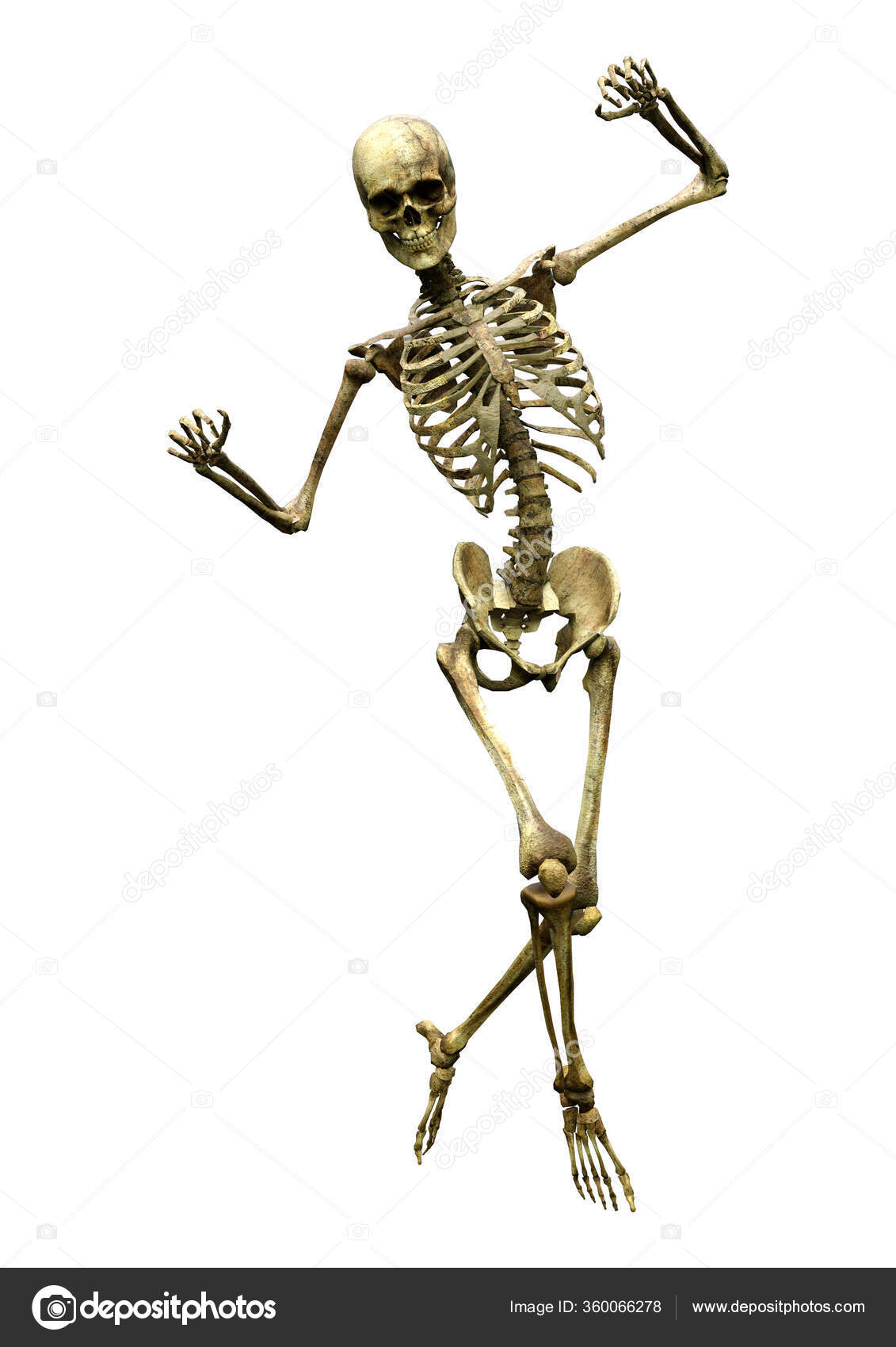 Rendering Human Skeleton Isolated White Background — Stock Photo ...