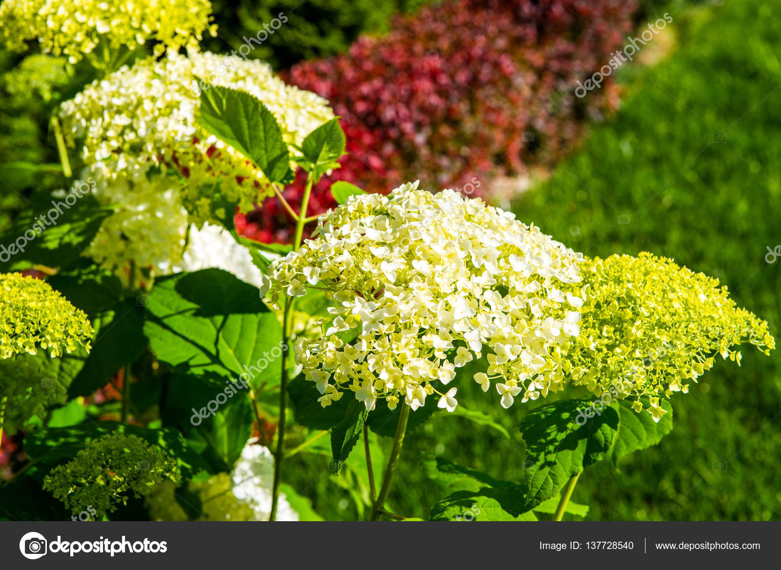 Decorative Bushes Photos | Shelly Lighting