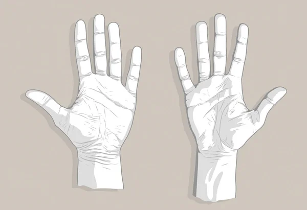 Two palms sketch Stock Vector Image by ©benzobak #162020242