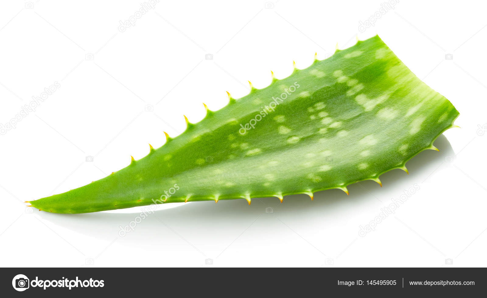 Single Aloe Vera Leaf