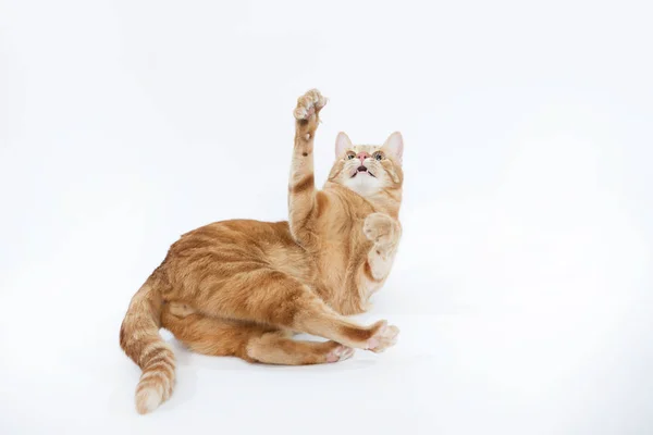 Gato de alongar Stock Photos, Royalty Free Gato de alongar Images ...