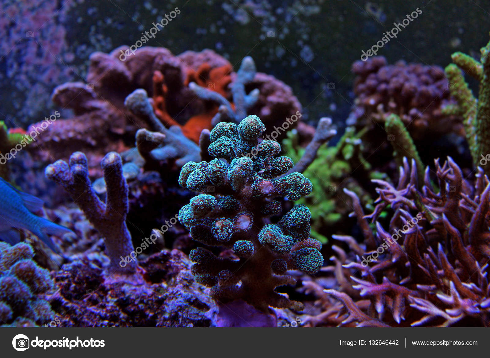 Neon Green Stylophora SPS Coral Stock Photo by ©Vojce 132646442