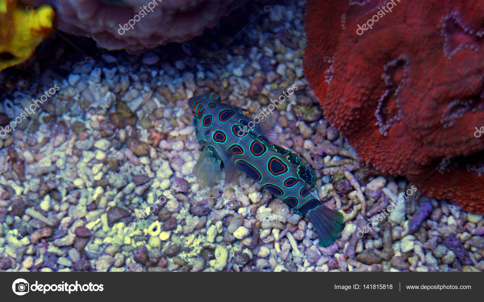 Spotted Mandarin Fish