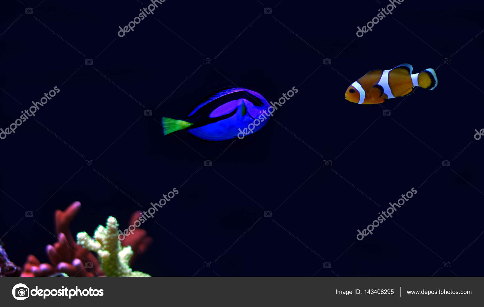 The Real Nemo and Dory — Stock Photo © Vojce #143408295