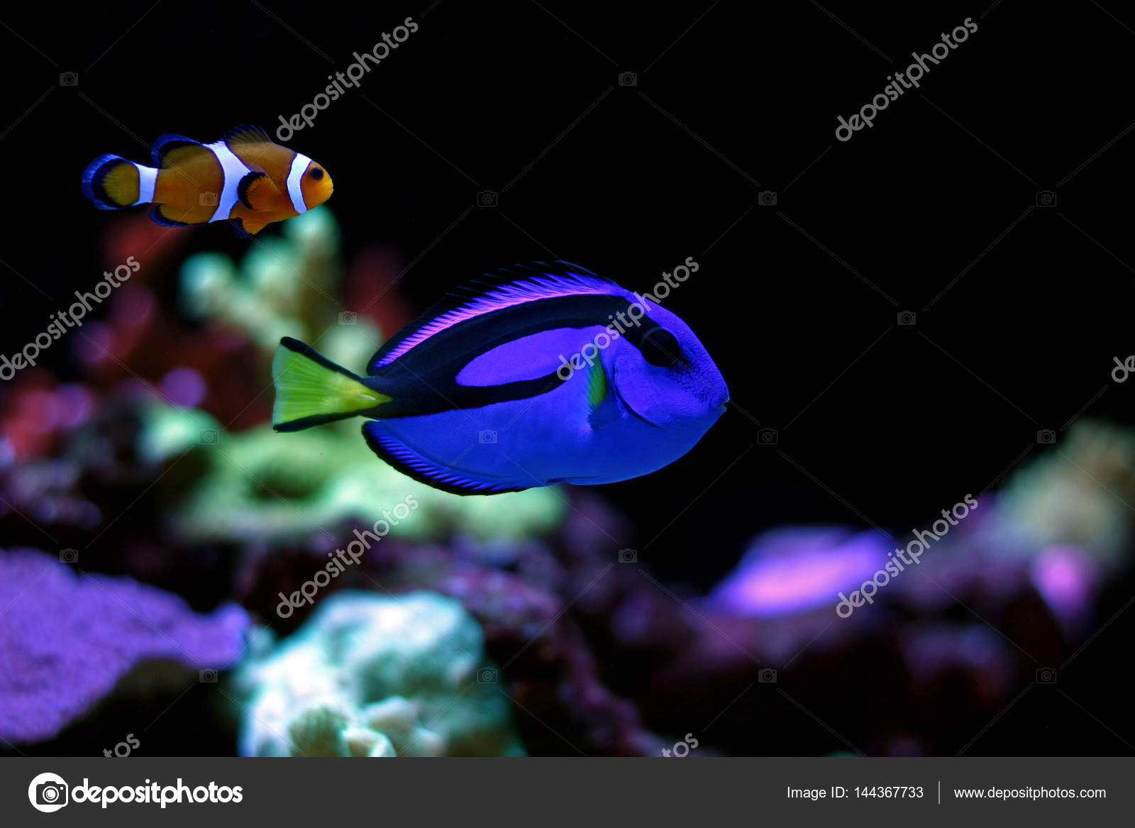 The Real Nemo and Dory — Stock Photo © Vojce #144367733