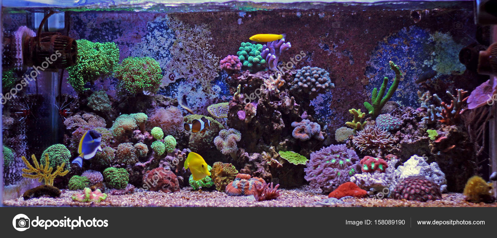 Coral reef aquarium Stock Photo by ©Vojce 158089190