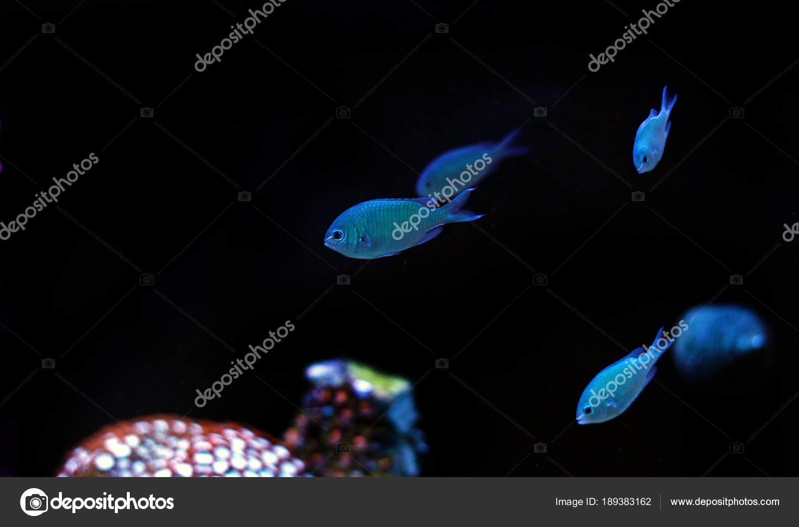 Blue Chromis Damselfish Saltwater Aquarium Tank — Stock Photo © Vojce ...