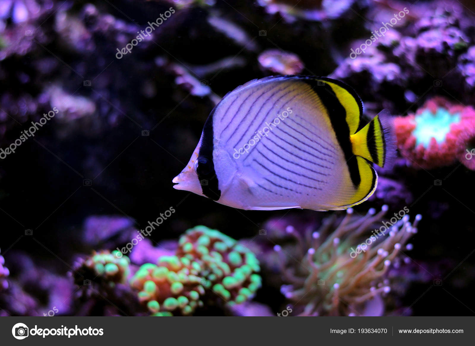 Vagabond Butterfly Fish Reef Aquarium Tank — Stock Photo © Vojce #193634070