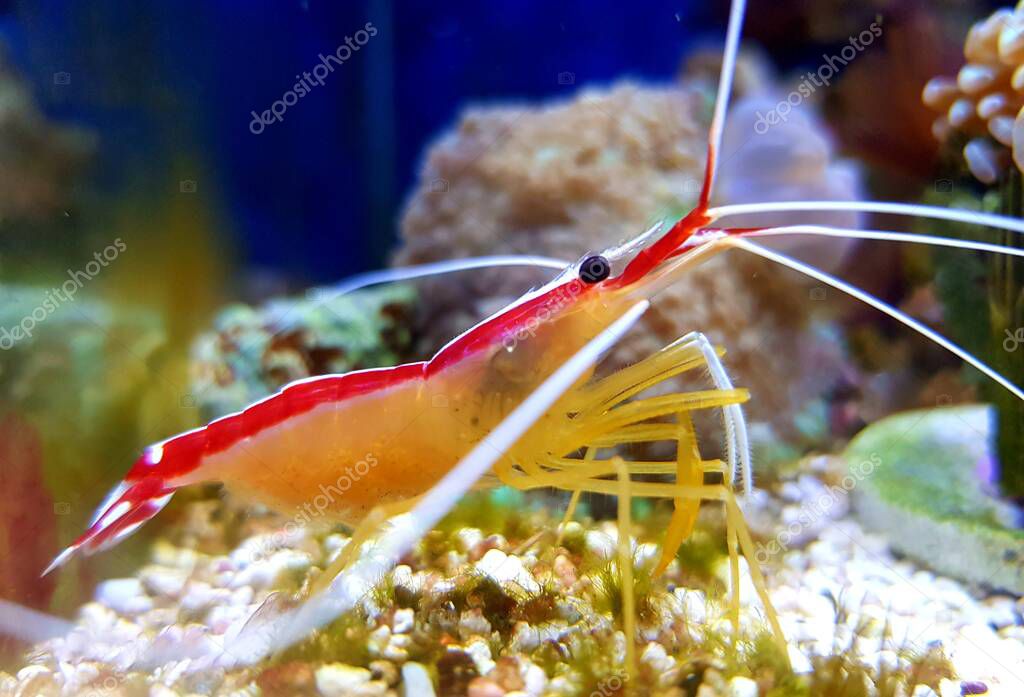 Limpiador de mofetas camarones en acuario - Lysmata Amboinensis 2022