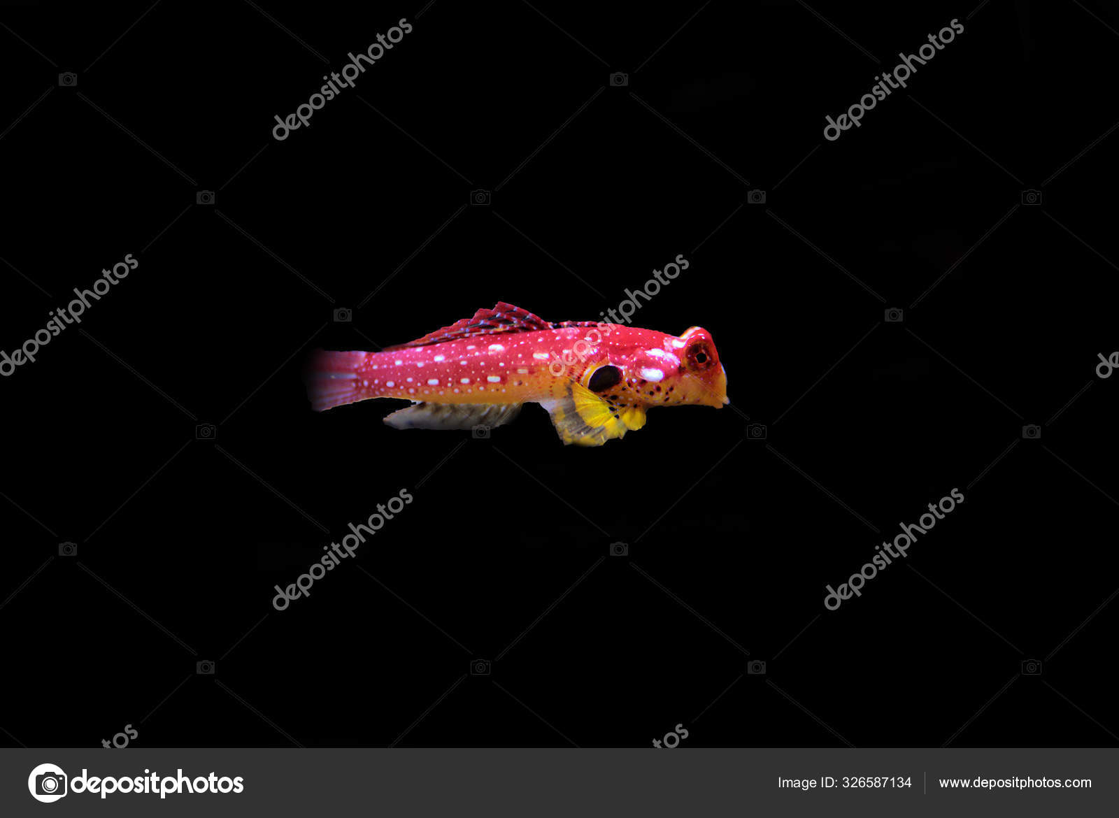 Male Ruby Red Dragonet Fish Synchiropus Sycorax — Stock Photo © Vojce ...