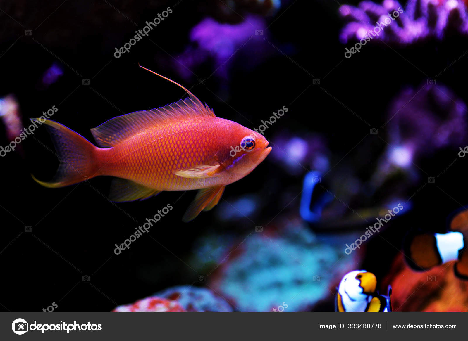 Lyretail Anthias Coral Fish Pseudanthias Squamipinnis — Stock Photo ...