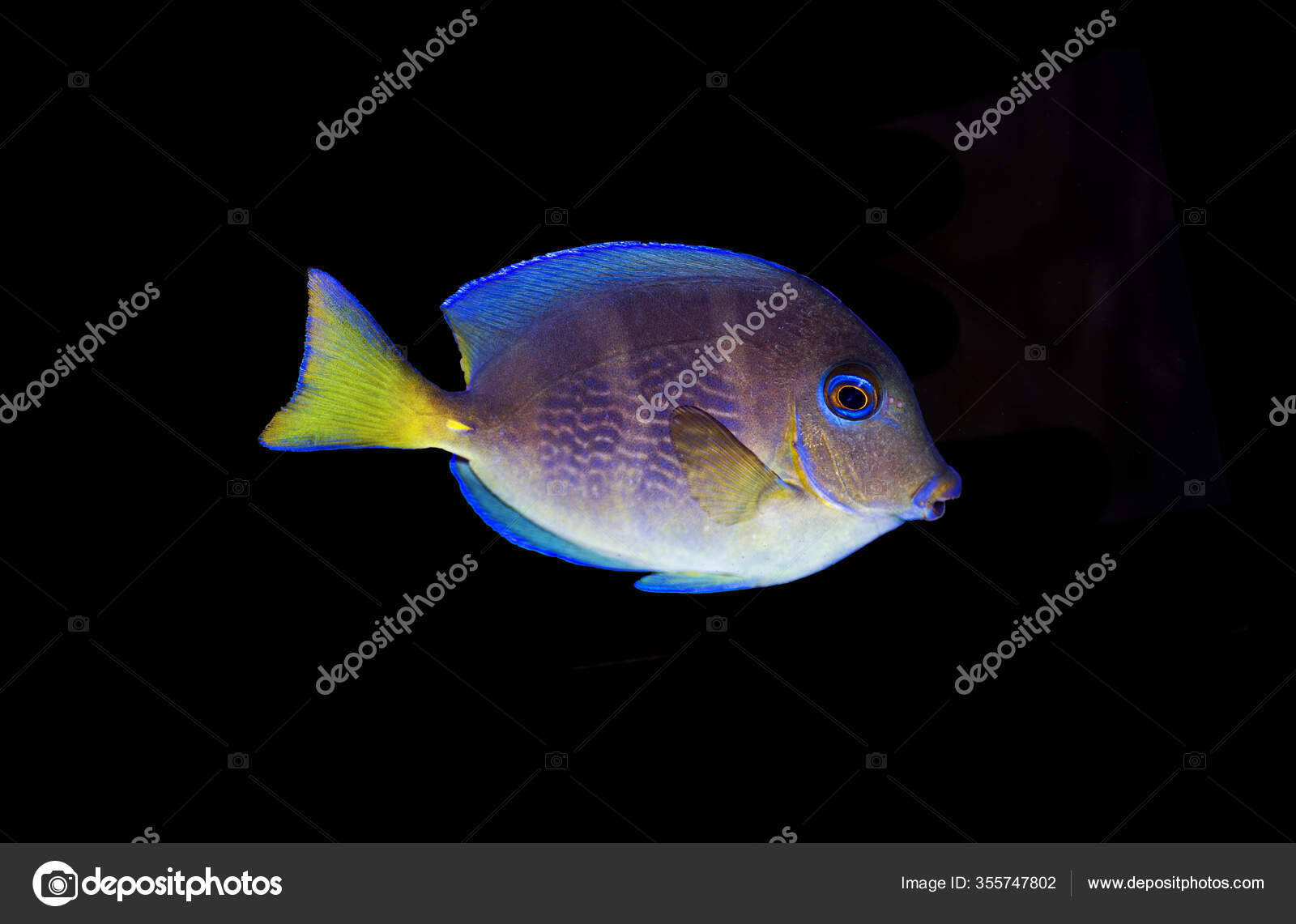Juvenile Atlantic Blue Tang