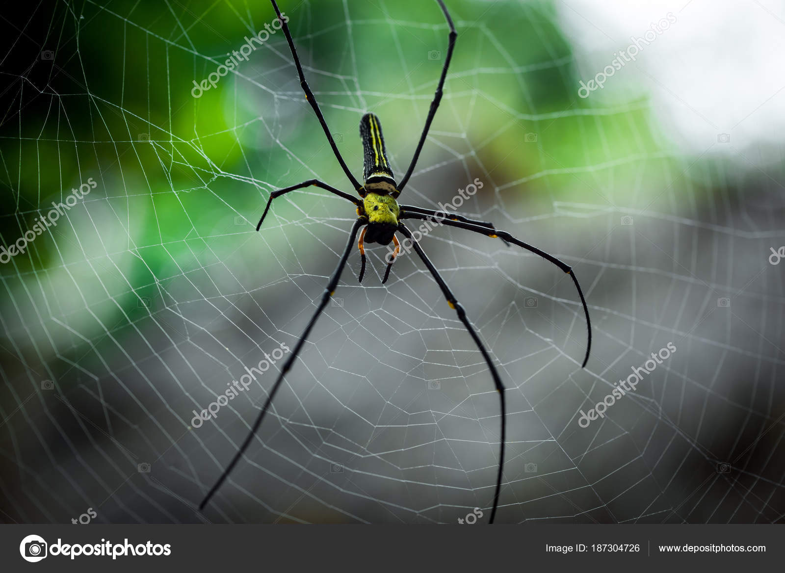 Nephila Komaci Spider