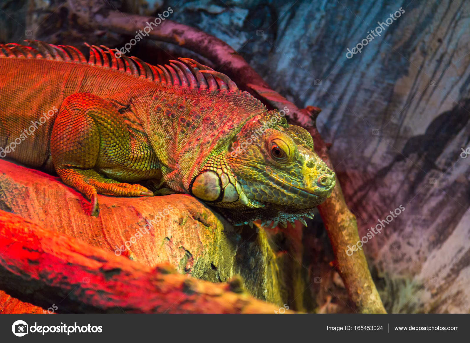 Wild iguana sleeping in the zoo. Animals in captivity — Stock Photo © kellkinel #165453024