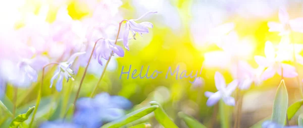 Hello May Facebook Cover