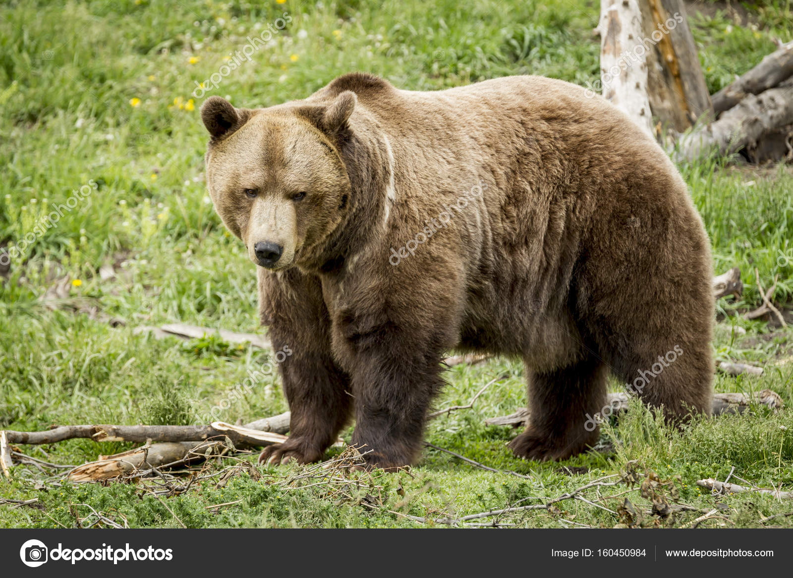Grizzly Bear Side View
