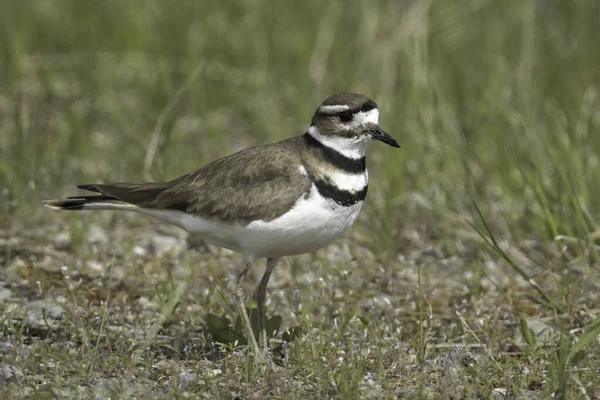 452 Killdeer Pictures, Killdeer Stock Photos & Images | Depositphotos®