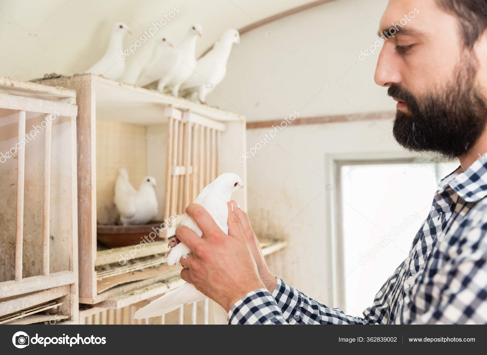 Man with pigeon in pigeon loft Stock Photo by ©Kzenon 362839002