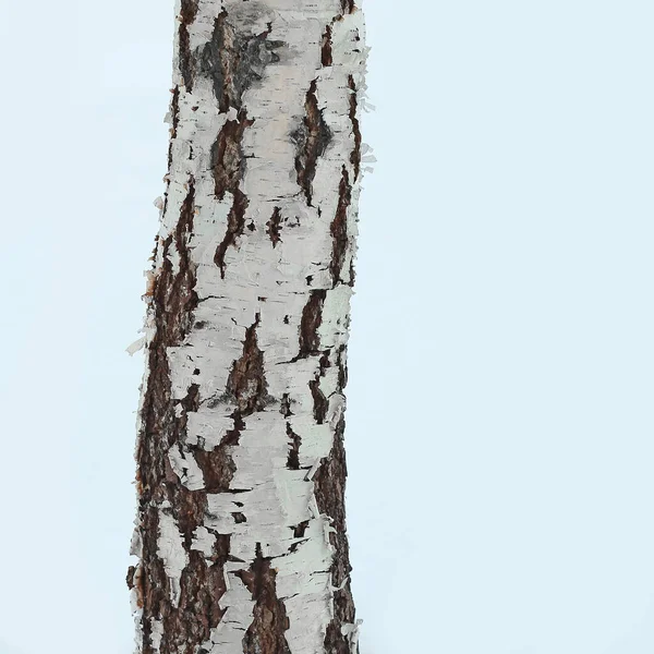 Birch background Stock Photos, Royalty Free Birch background Images ...