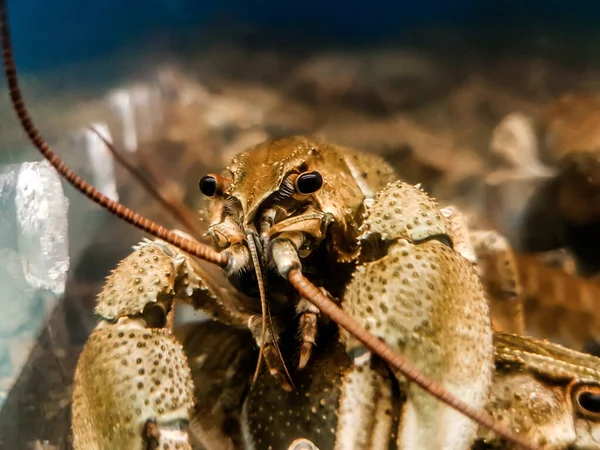 Broad toed crayfish Stock Photos, Royalty Free Broad toed crayfish ...
