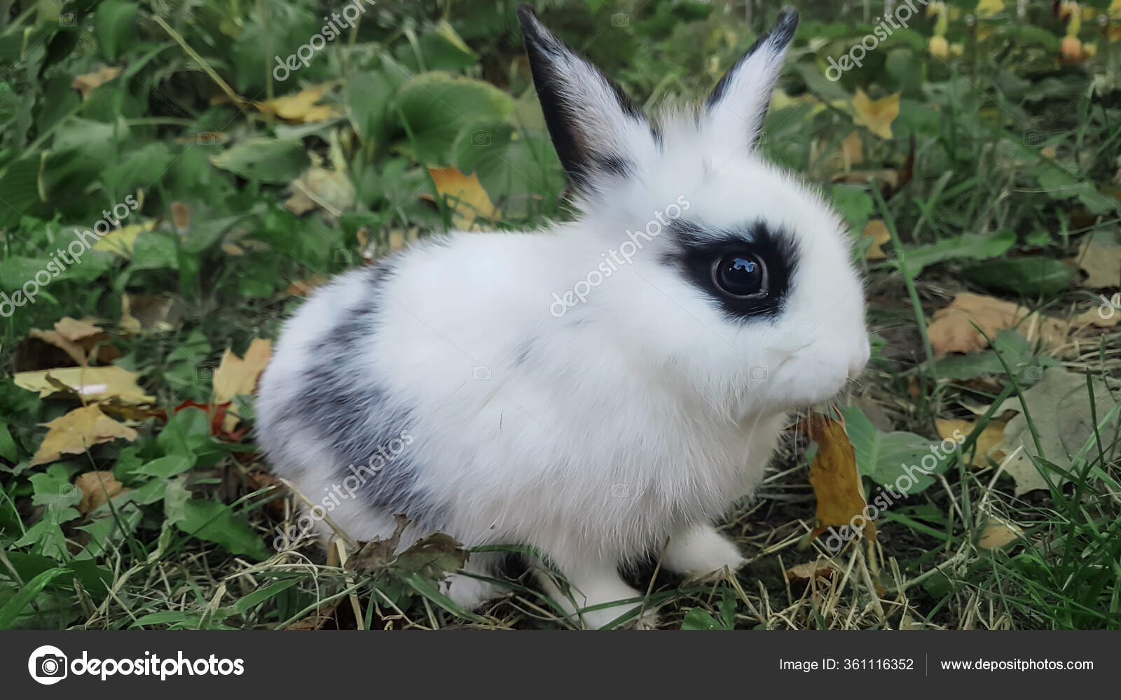 Close up.a pretty rabbit sitting on the grass. — Stock Photo ...