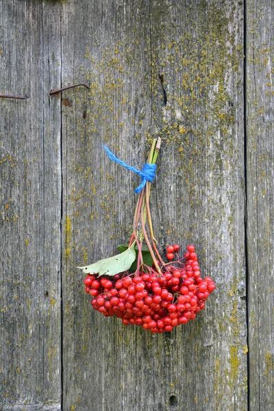 Rosary pea Stock Photos, Royalty Free Rosary pea Images | Depositphotos