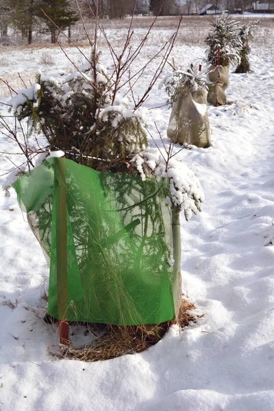 Rodent protection for trees Stock Photos, Royalty Free Rodent ...