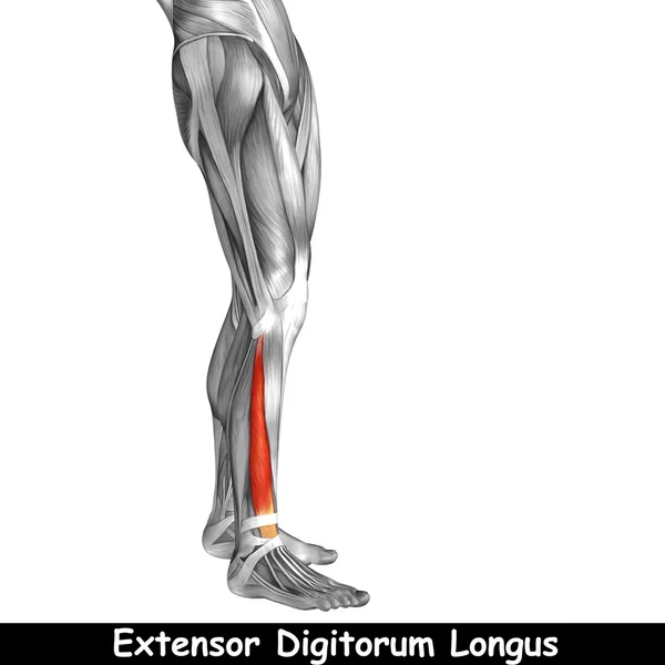 Human lower leg anatomy Stock Photo by ©design36 72608097