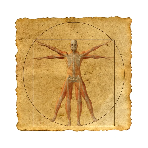 Vitruvian human body drawing Stock Photo by ©design36 111481114