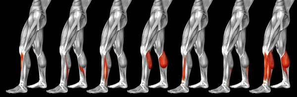 Human lower legs anatomy Images - Search Images on Everypixel